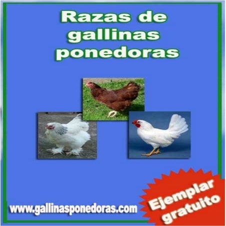 Cual Es El Mejor Perro Para Cuidar Gallinas