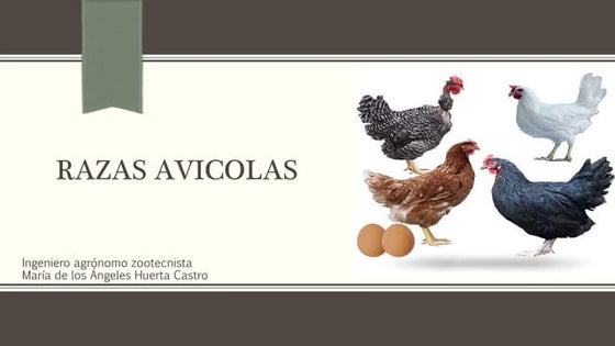 Tipos De Razas De Aves De Corral Razas De Gallinas | PPT