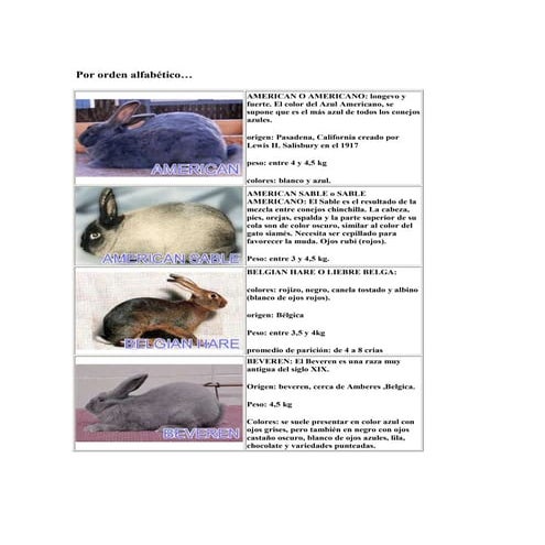Razas de conejosss777 | DOCX