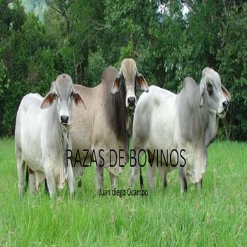 Razas De Ganado Lechero | PPT