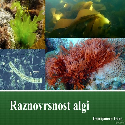 Raznovrsnost algi | PPT