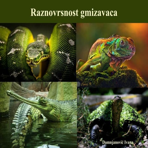 Raznovrsnost gmizavaca | PPT