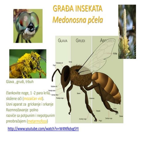 Raznovrsnost insekata | PPTX