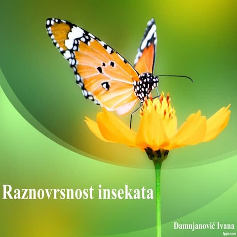 Raznovrsnost insekata | PPT