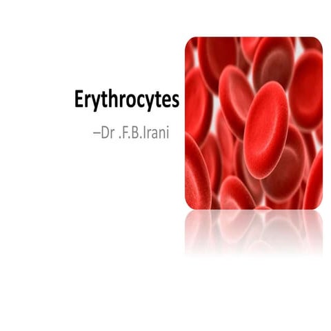 Red blood cell formation and fate of RBC | PDF