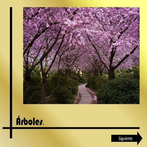 DIFERENTES TIPOS DE ÁRBOLES | PPTX