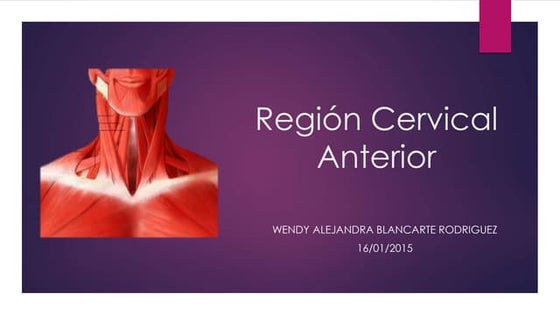 Triangulos anatomicos del cuello | PPT