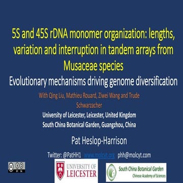 Ribosomal DNA rDNA rRNA Organization and Evolution at Large Scale ...