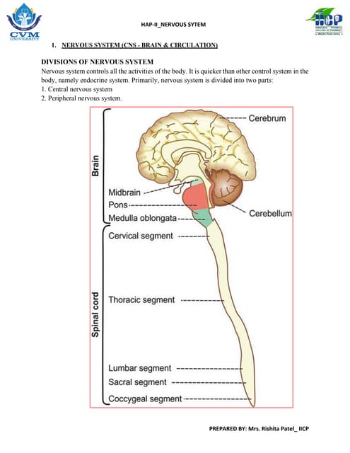 Classification and poperties of Nerve fibres | PPT