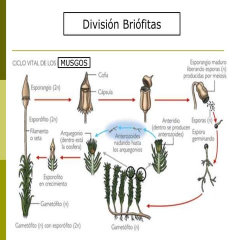 Dvision briofitas | PPTX