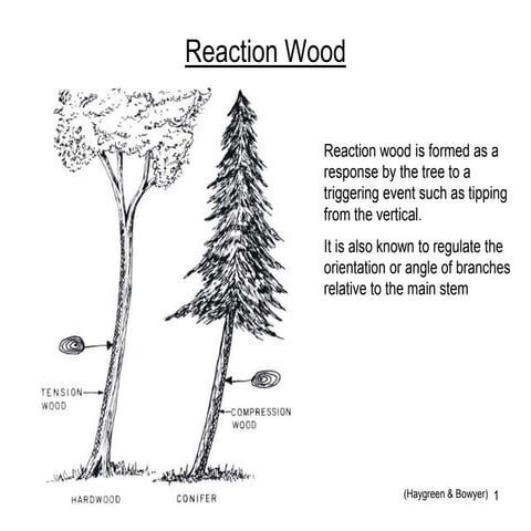 Defects in wood | PPTX
