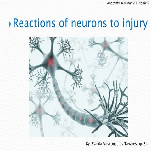 Reactions of neurons to injury | PPT