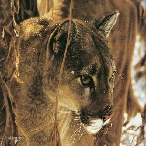 Realistic Wildlife Art | PPSX