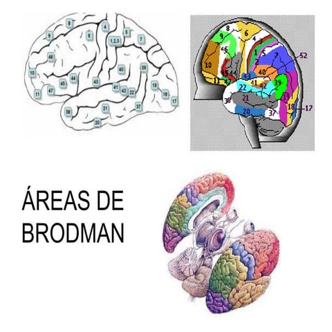 Presentación de Area 18 y 19 visuales de Brodmann | PDF