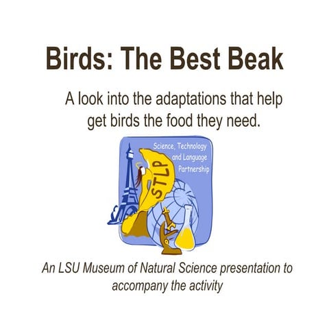 LSUMNS bird activity | PPT | Birdwatching | Hobbies & Interests