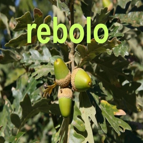 Rebolo, cerquiño (Quercus pyrenaica) | PPT