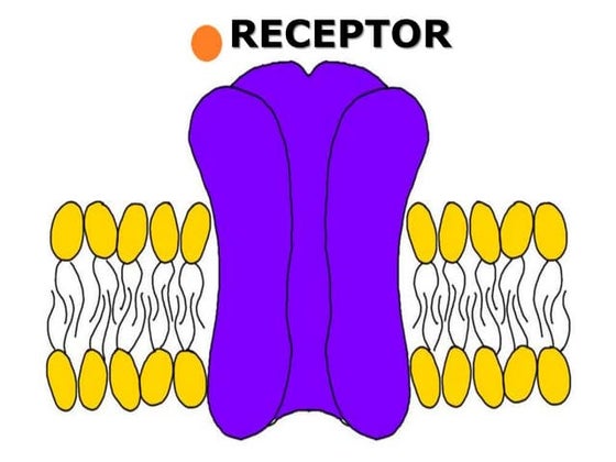THEORIES OF DRUG RECEPTOR INTERACTION | PPT