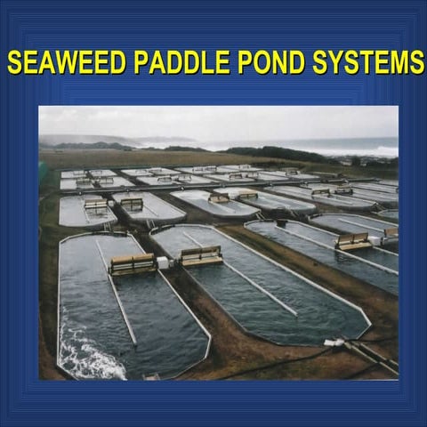 SEAWEED PADDLE POND SYSTEMS | PPT