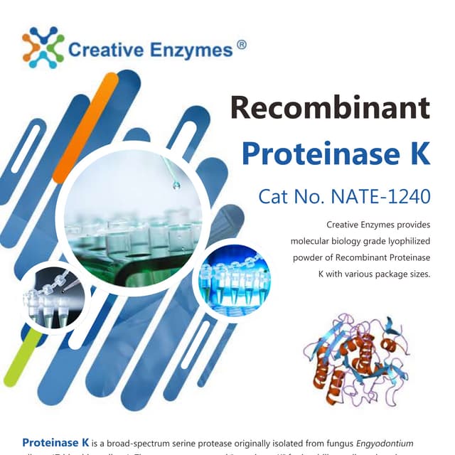 Molecular biology grade lyophilized powder of Recombinant Proteinase K | PDF