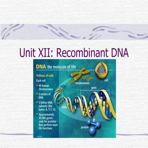 Applications of Recombinant DNA Technology | PDF