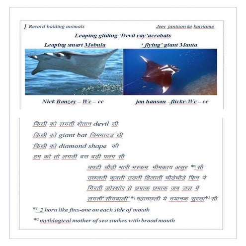 Record holder animals -jeev jantuon ke ashcharyajanak karname chap 1 mobula manta | PDF