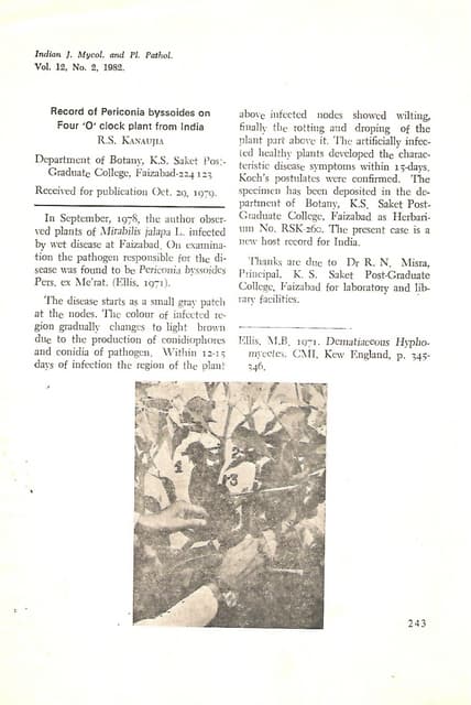 Periconia rot of capsicum annum in india | PDF