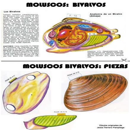 Diagrama De Anatomía De La Almeja Zoowiki