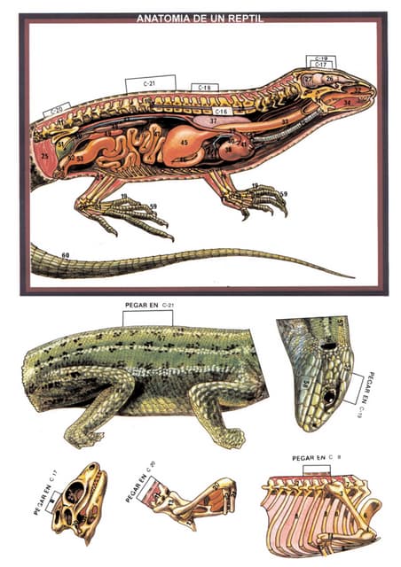 Claves anatomia reptil | PDF