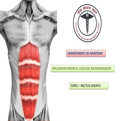 rectus sheath anatomy 12234444888999999999 | PPTX