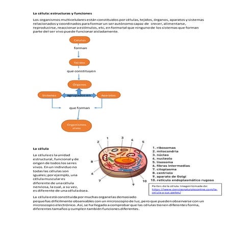 Unidad 6. Estructura y funcion de la célula.pptx