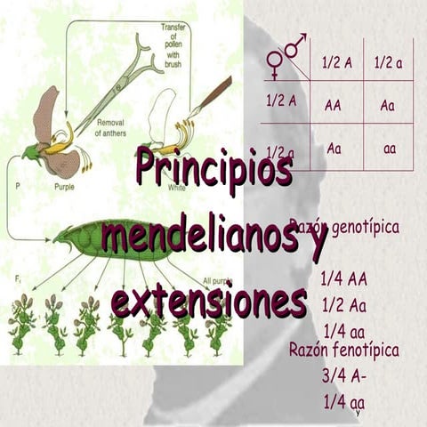 CUADRO COMPARATIVO LEY MENDEL.pdf