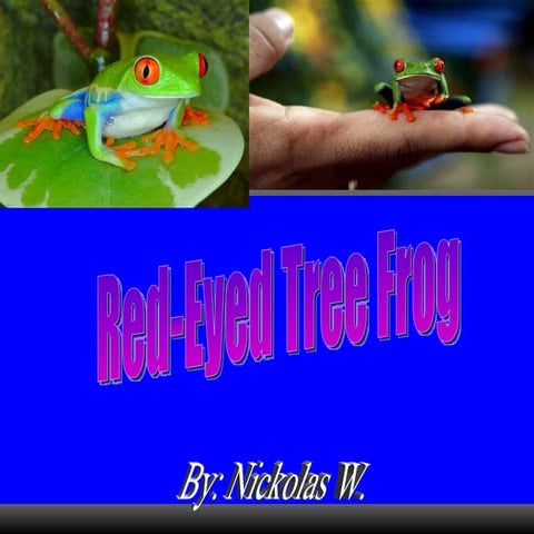 Red Eyed Tree Frog Nick W | PPT