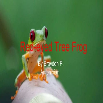 Red eyed tree frog | PPT