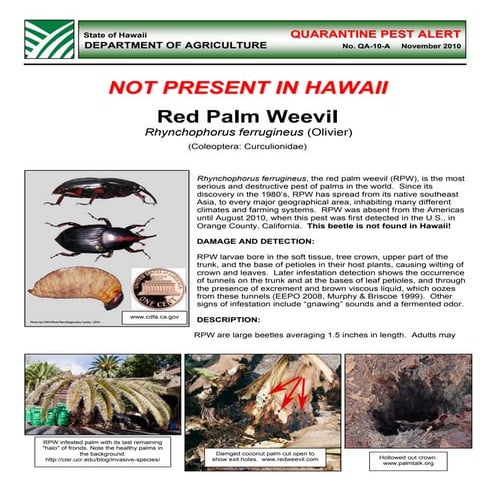 Red palm-weevil-alert-2010-master | PDF