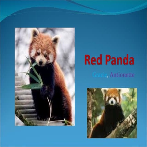 Red%20 panda[1] | PPT