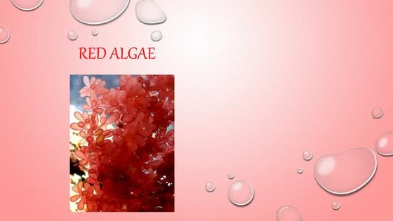 Red Algae Characters And Types With Diagram Red Algae | Marine,