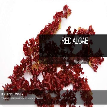 RED ALGAE.pptx