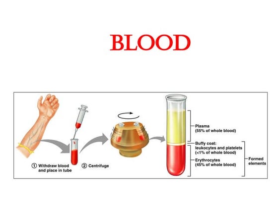 Red blood cell formation and fate of RBC | PDF