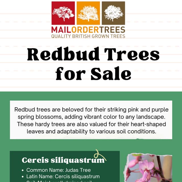 Redbud Trees for Sale - www.mailordertrees.co.uk