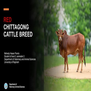 Red Chittagong cattle breed.pptx