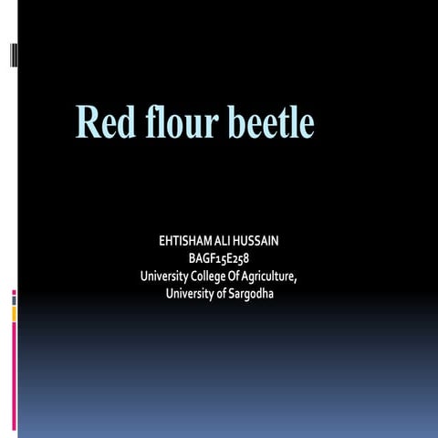 Red flour beetle | PPTX