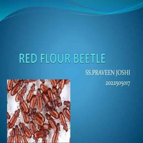 RED FLOUR BEETLE joshi.pptx