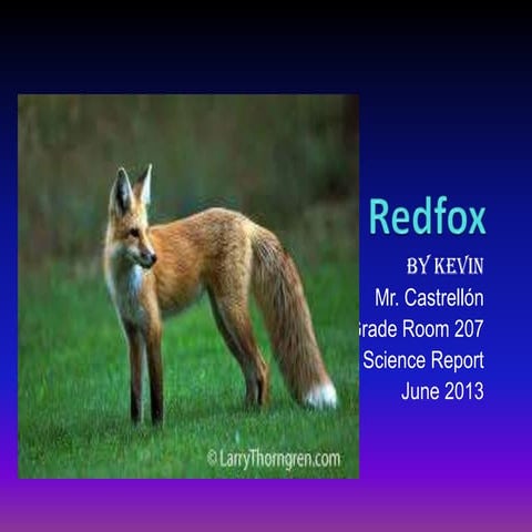 Red Fox by Kevin | PPTX | Cats | Pets