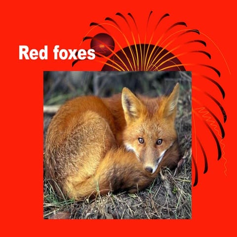 Red foxes | PPT
