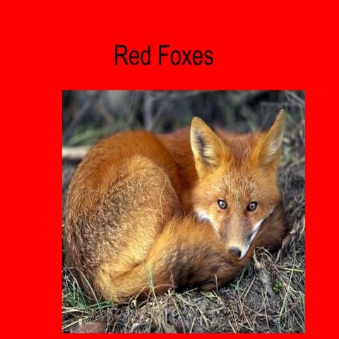 Red foxes miranda | PPT