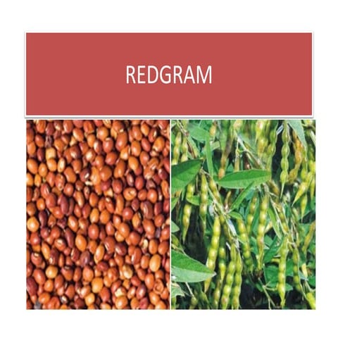 Redgram SEED PRODUCTION | PPTX