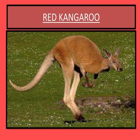 Red kangaroo | PPTX