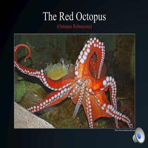 Red octopus presentation final w2 | PPT