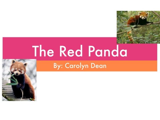 The Red Panda | PPTX | Large Animals | Pets