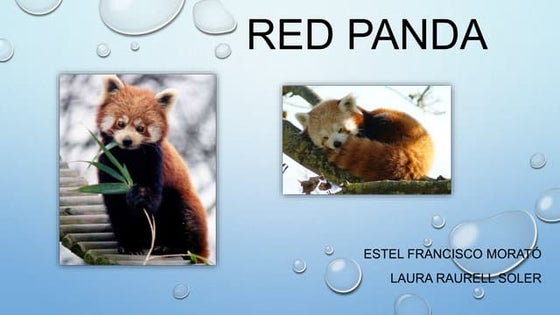 Panda bear | PPTX | Large Animals | Pets